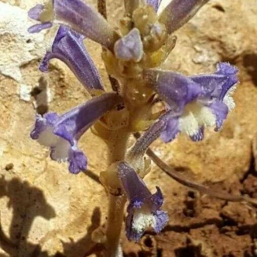 Dwarf Sorrel Broomrape (Orobanche Nana) Plant Care & How to Grow, Water