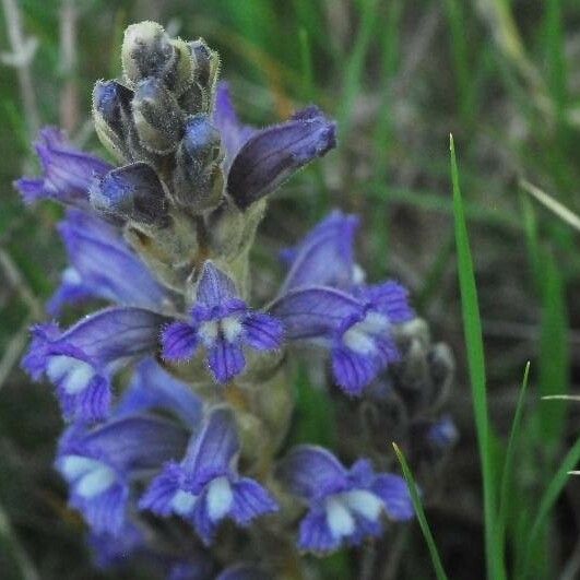 Yarrow Broomrape (Orobanche Purpurea) Plant Care & How to Grow, Water
