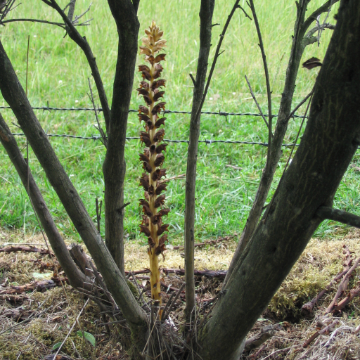Greater Broomrape (Orobanche Rapum-genistae) Plant Care & How to Grow ...