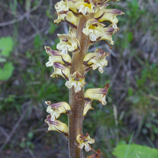 Thistle Broomrape (Orobanche Reticulata) Plant Care & How to Grow, Water