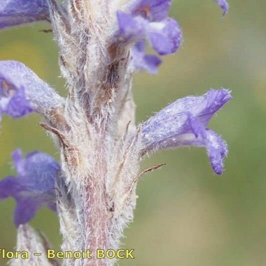 Orobanche Reuteriana Plant Care & How to Grow, Water