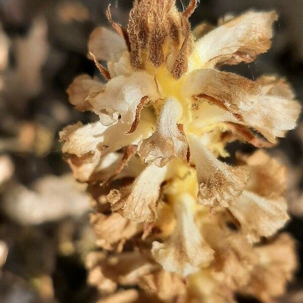 Orobanche Santolinae Care Guide: Water, Soil & Propagation - Plantiary