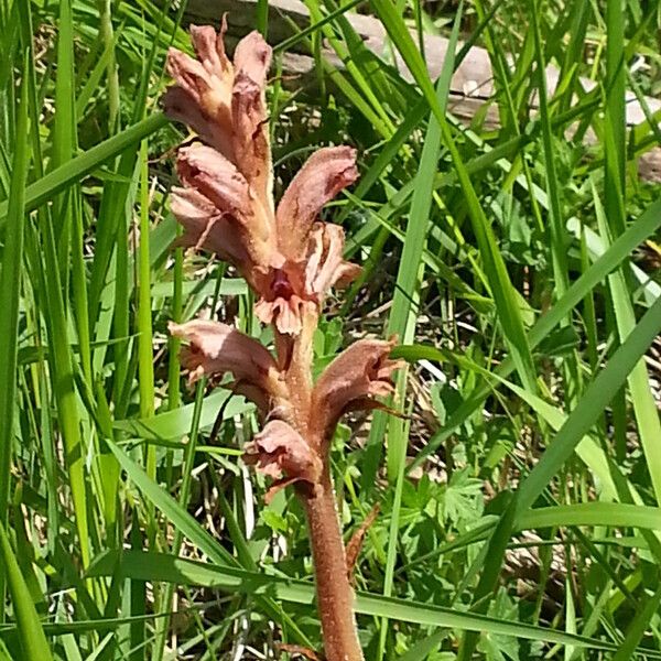 Germander Broomrape (Orobanche Teucrii) Plant Care & How to Grow, Water