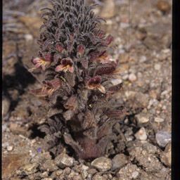 Rock Creek Broomrape (Orobanche Valida) Plant Care & How to Grow, Water
