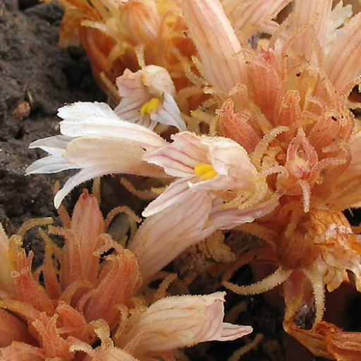 Hillside Broomrape (Orobanche Vallicola) Plant Care & How to Grow, Water