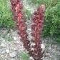 Variegated Broomrape (Orobanche Variegata) Plant Care & How to Grow, Water