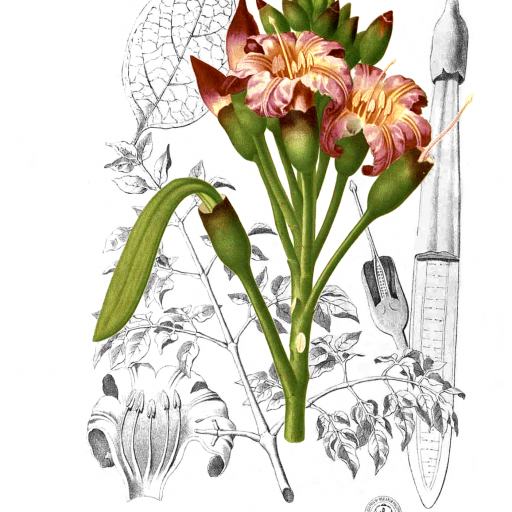 Indian Trumpet Tree (Oroxylum Indicum) Plant Care & How to Grow, Water