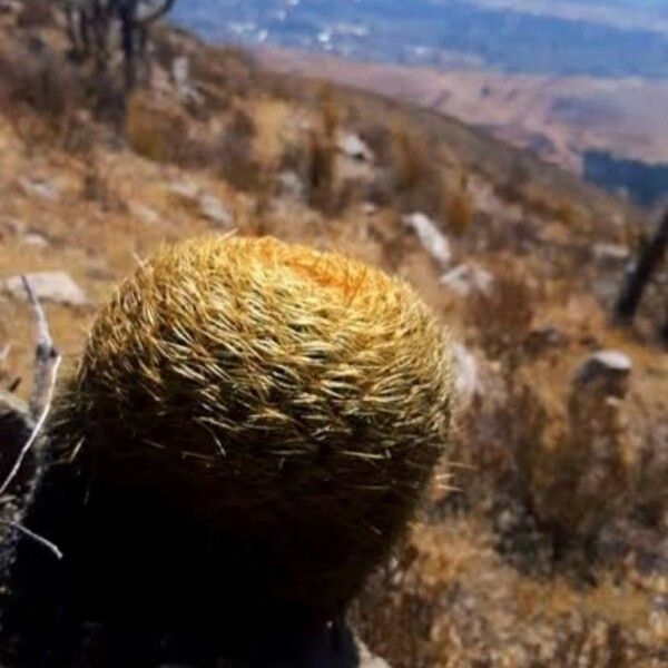 Oroya Peruviana Plant Care & How to Grow, Water