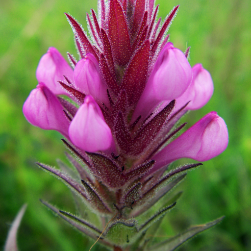 Rosy Owl-Clover (Orthocarpus Bracteosus) Care Guide: Water, Soil ...