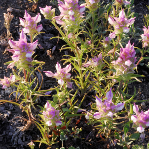 Toothed Owl's-Clover (Orthocarpus Cuspidatus) Plant Care & How to Grow ...