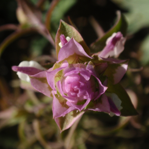 Mountain Owl's-Clover (Orthocarpus Imbricatus) Care Guide: Water, Soil ...