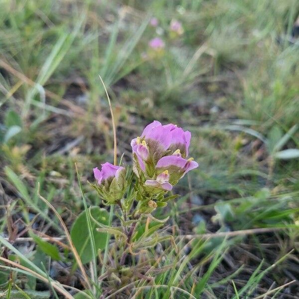 Thinleaved Owl's-Clover (Orthocarpus Tenuifolius) Care Guide: Water ...