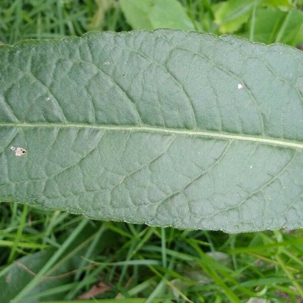 Narrowleaf Elephantsfoot (Orthopappus Angustifolius) Care Guide: Water ...