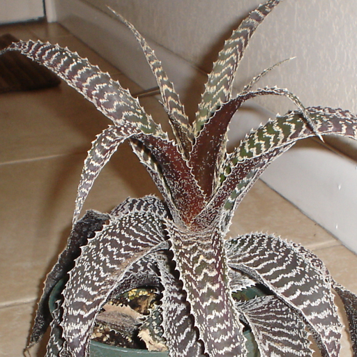Orthophytum Gurkenii Plant Care & How to Grow, Water