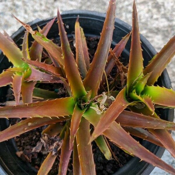 Orthophytum Harleyi Plant Care & How to Grow, Water