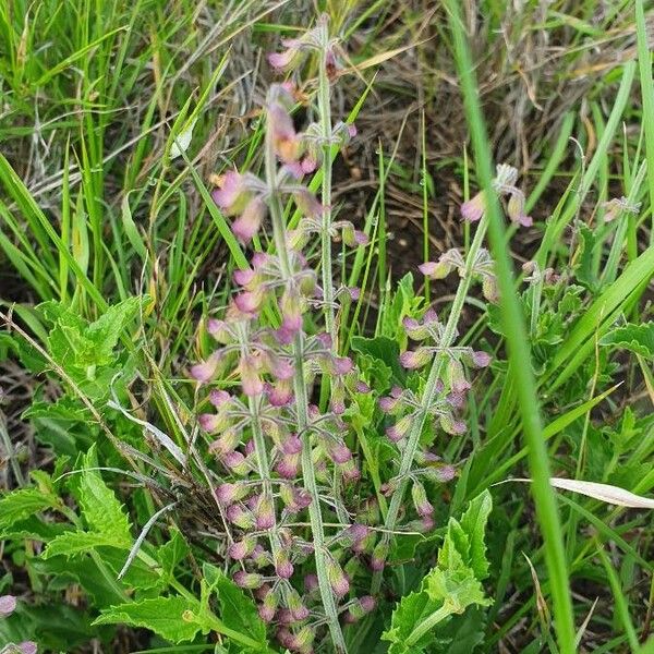 Mauve Piccadill (Orthosiphon Parvifolius) Care Guide: Water, Soil ...