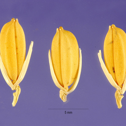 African Rice (Oryza Glaberrima) Plant Care & How to Grow, Water