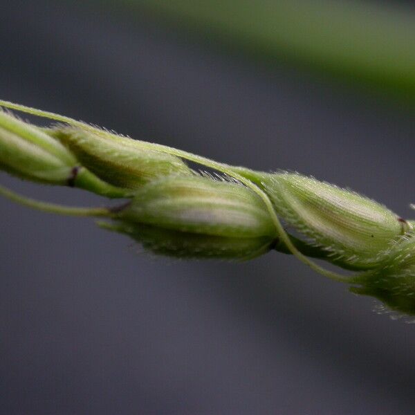 Oryza Minuta Plant Care & How to Grow, Water