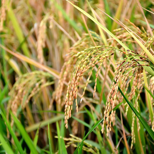 Asian Rice (Oryza Sativa) Plant Care & How to Grow, Water