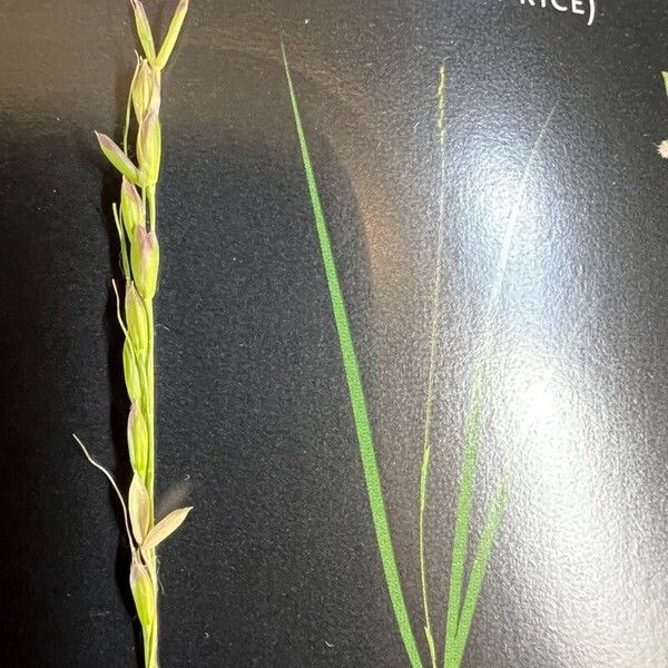 Roughleaf Ricegrass (Oryzopsis Asperifolia) Plant Care & How to Grow, Water