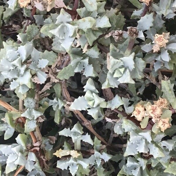 Oscularia Major Plant Care & How to Grow, Water