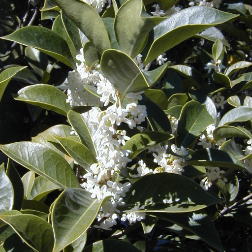 Osmanthus (Osmanthus Armatus) Plant Care & How to Grow, Water