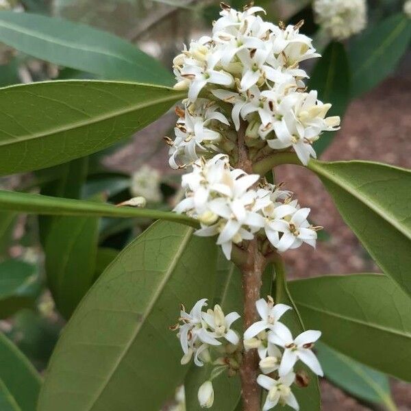 Osmanthus Decorus Plant Care & How to Grow, Water
