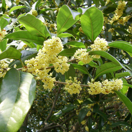 Sweet Osmanthus (Osmanthus Fragrans) Plant Care & How to Grow, Water