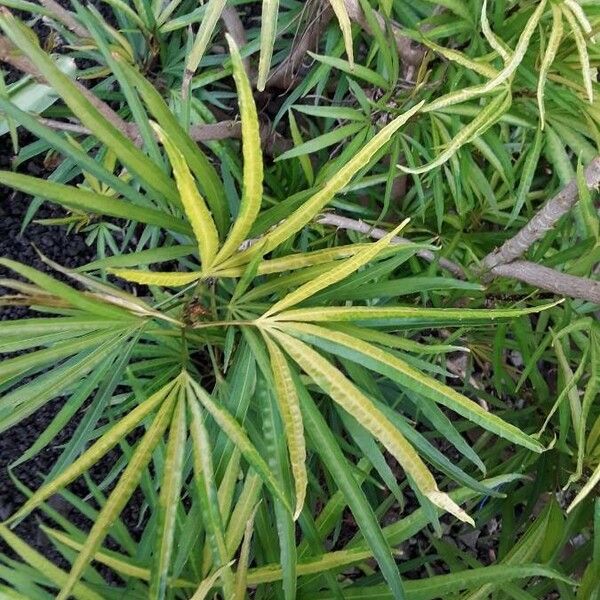 Miagos Bush (Osmoxylon Lineare) Plant Care & How to Grow, Water