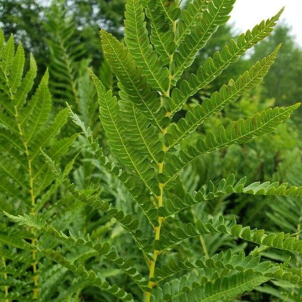Cinnamon Tree Fern (Osmunda Cinnamomea) Plant Care & How to Grow, Water