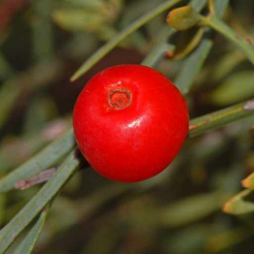 Osyris (Osyris Alba) Plant Care & How to Grow, Water