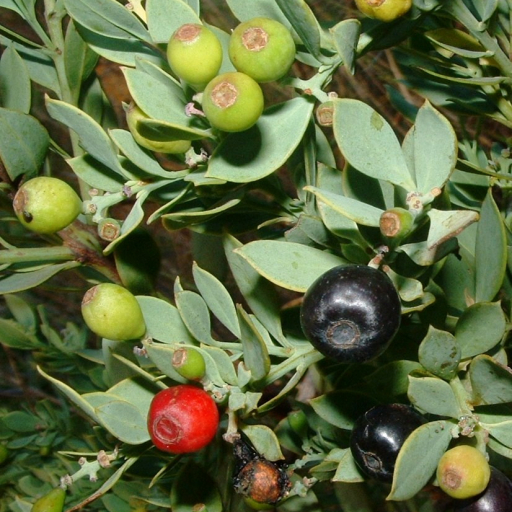 Cape Sumach (Osyris Compressa) Plant Care & How to Grow, Water