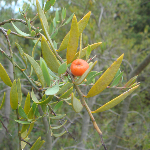 Transvaal Sumach (Osyris Lanceolata) Care Guide: Water, Soil ...