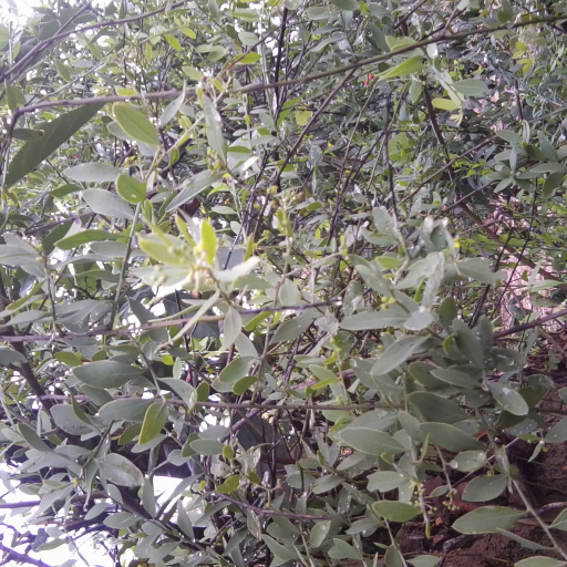 Osyris Quadripartita Plant Care & How to Grow, Water