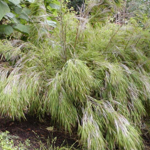 Mexican Weeping Bamboo (Otatea Acuminata) Plant Care & How to Grow, Water