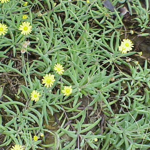 Othonna Capensis Plant Care & How to Grow, Water