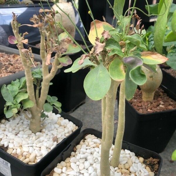 Thicket Baboon-Cabbage (Othonna Triplinervia) Care Guide: Water, Soil ...