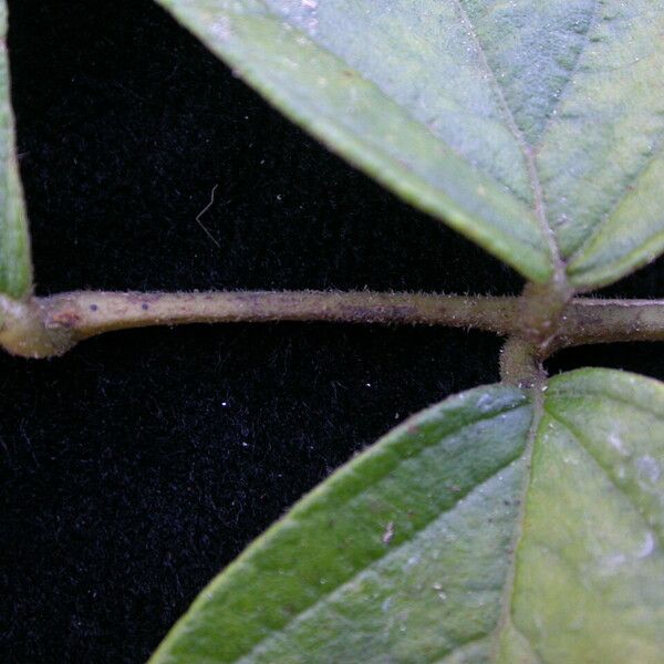 Ototropis Conferta Plant Care & How to Grow, Water