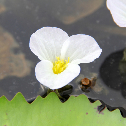 Duck-Lettuce (Ottelia Alismoides) Plant Care & How to Grow, Water