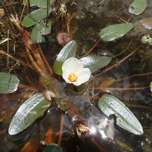 Longan (Dimocarpus Longan) Plant Care & How to Grow, Water