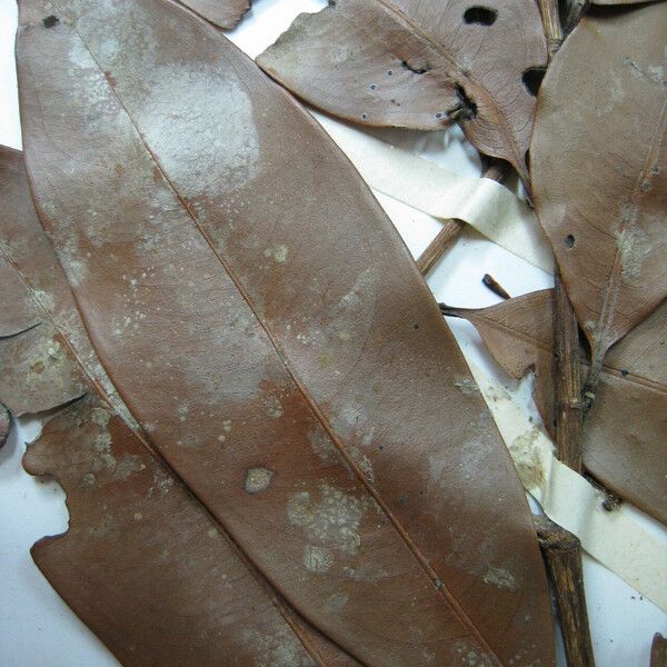 Ouratea Candollei Care Guide: Water, Soil & Propagation - Plantiary