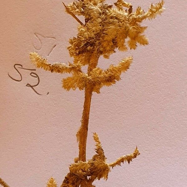 Mountain Knotgrass (Ouret Lanata) Plant Care & How to Grow, Water