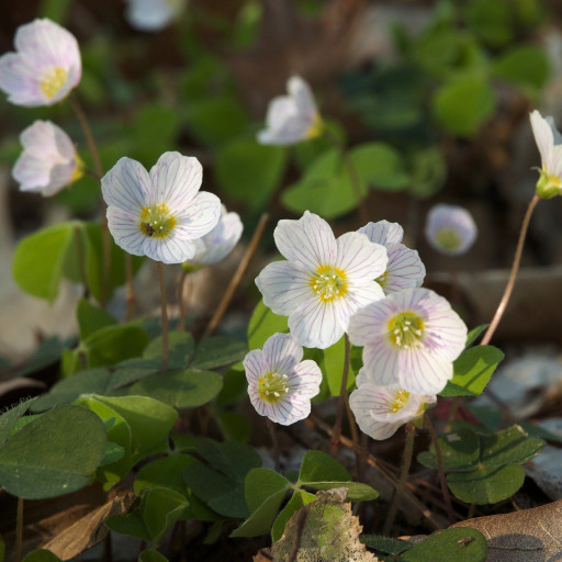 Common Wood Sorrel (Oxalis Acetosella) Plant Care & How to Grow, Water