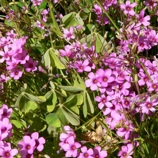 Chilean Wood Sorrel (Oxalis Adenophylla) Plant Care & How to Grow, Water