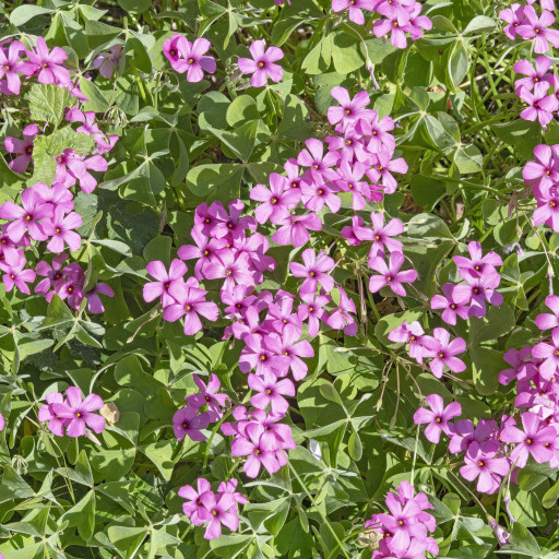 Pink-sorrel (Oxalis Articulata) Plant Care & How to Grow, Water