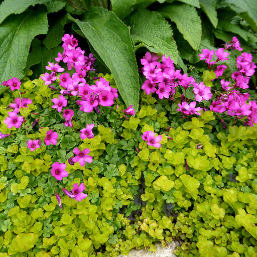 Brazilian Oxalis (Oxalis Brasiliensis) Plant Care & How to Grow, Water