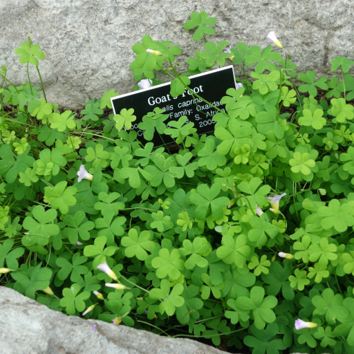 Oxalis Caprina Plant Care & How to Grow, Water