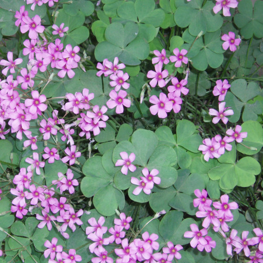 Pink Woodsorrel (Oxalis Debilis) Plant Care & How to Grow, Water