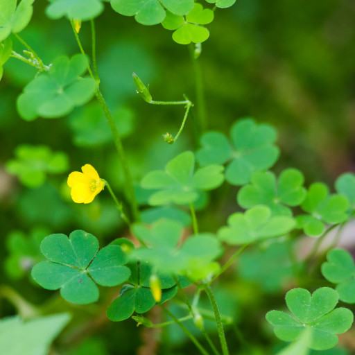 Slender Yellow Woodsorrel (Oxalis Dillenii) Plant Care & How to Grow, Water