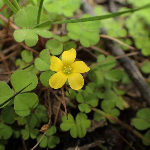 Least Yellow-Sorrel (Oxalis Exilis) Plant Care & How to Grow, Water